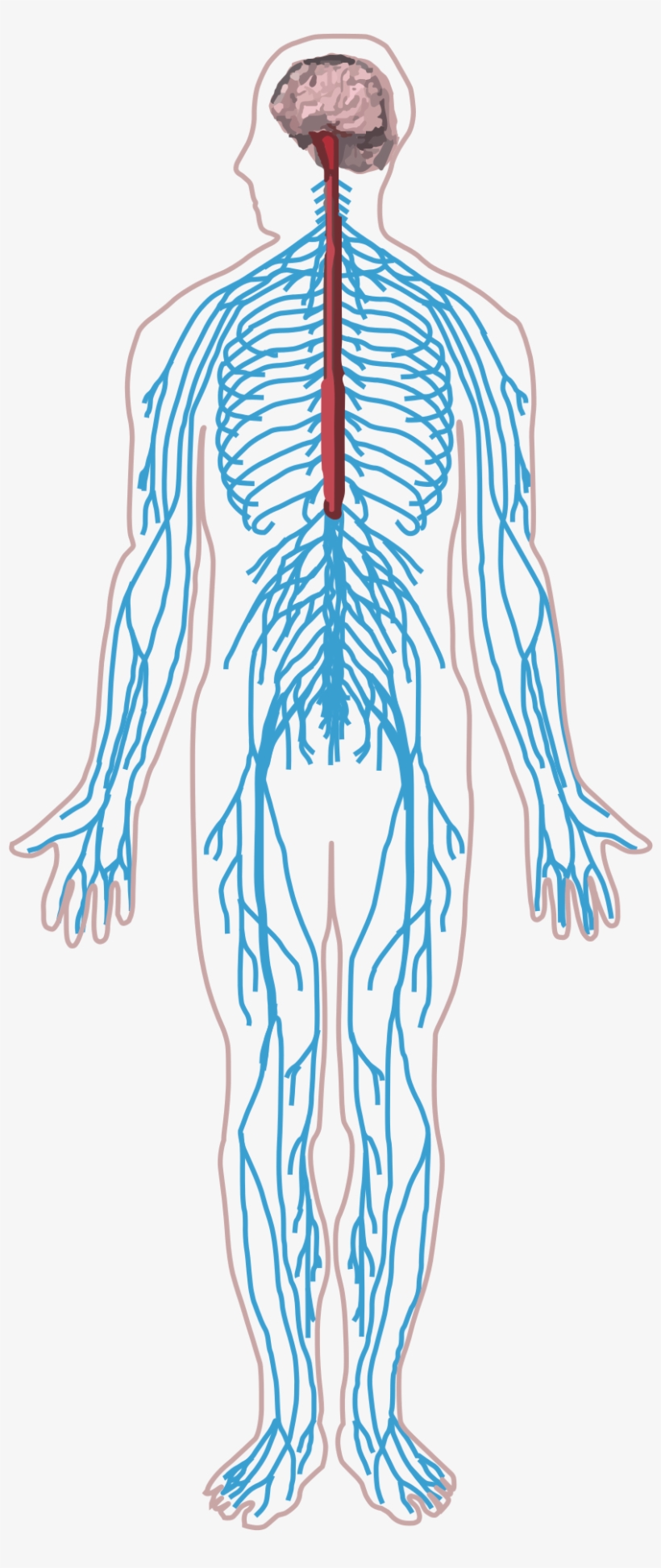 Nervous System In Human Bo - 2000x1984 PNG Download - PNGkit