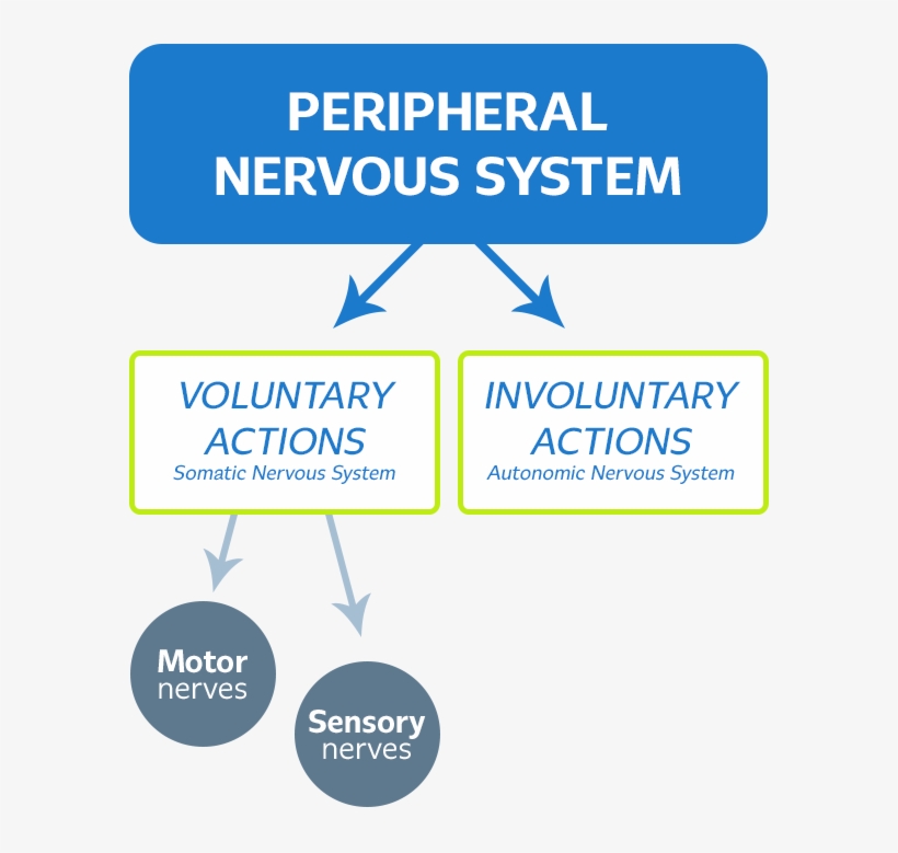 Peripheral Nervous System Schema Peripheral Nervous - 584x699 PNG ...