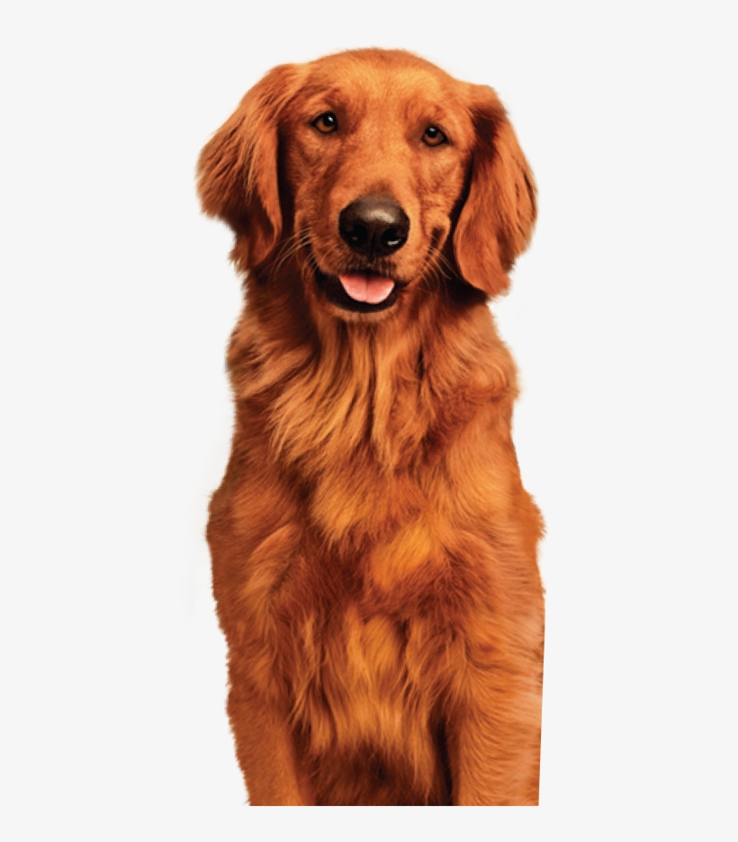 Duke - Duke The Bush Bean Dog - 439x862 PNG Download - PNGkit