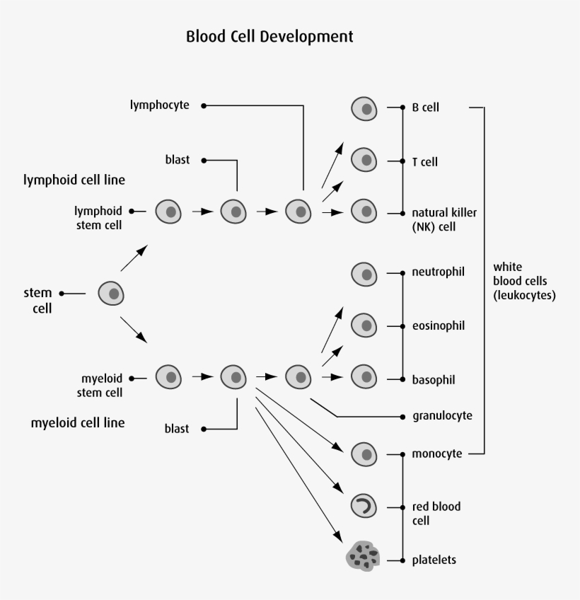 The Blood And Cancer - Diagram - 754x768 PNG Download - PNGkit