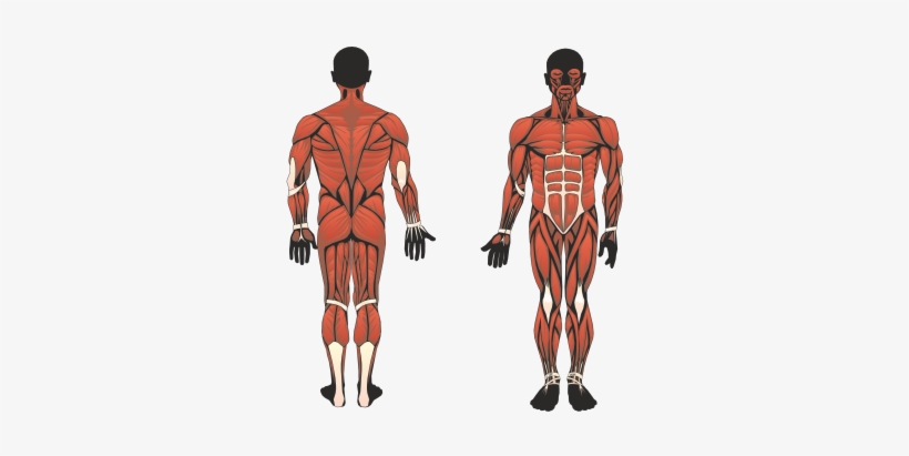 Commercial Use Muscles Of The Skeleton, Muscles Of - Prophet's Anatomy ...
