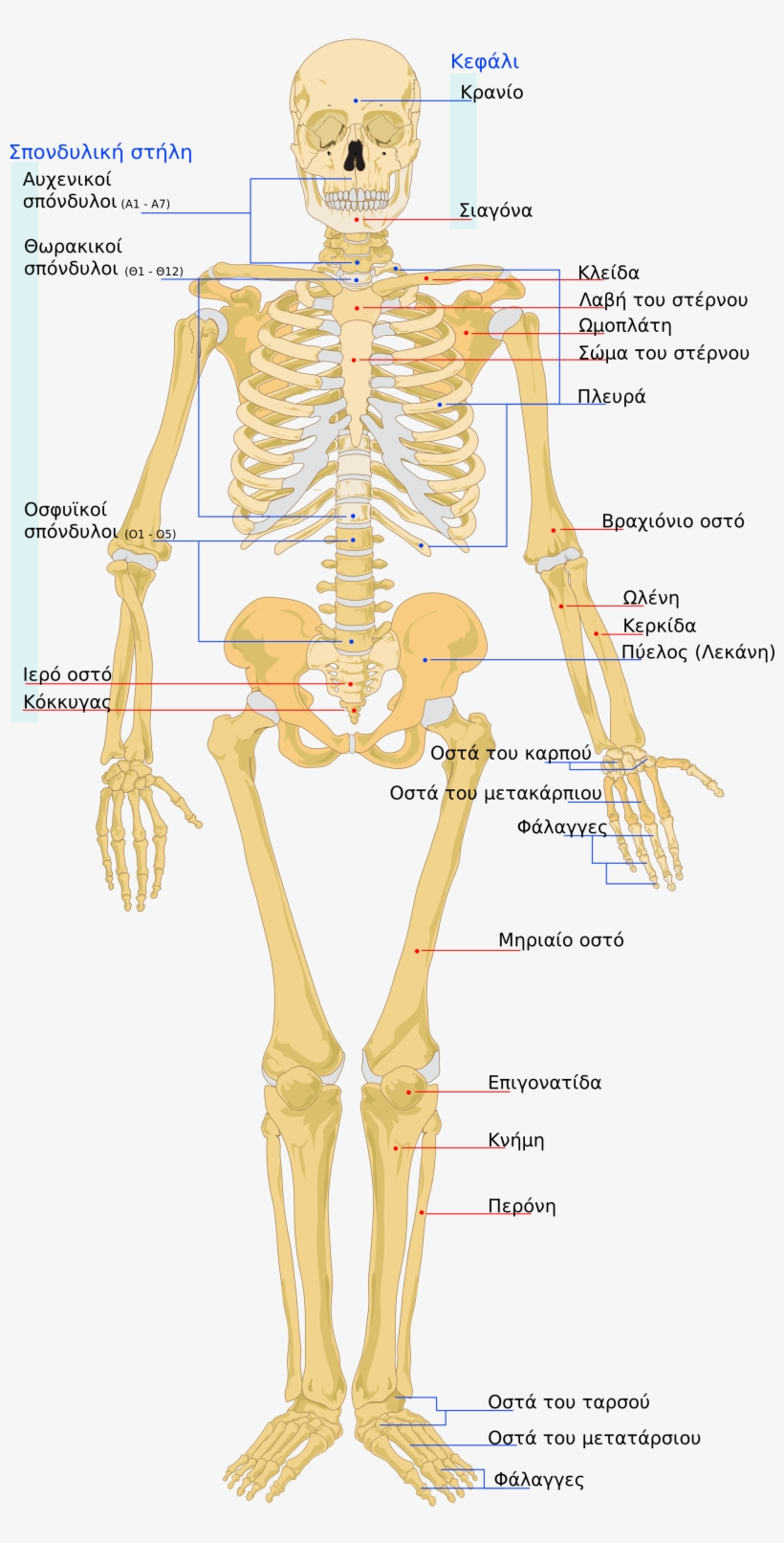 Open - Many Bones In Human Body - 2000x3862 PNG Download - PNGkit