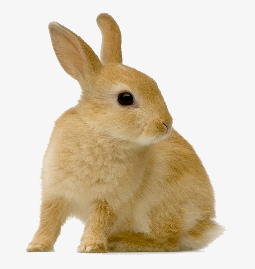 Rabbit's Teeth Grow Continuously And Must Be Checked - Rabbit - 655x784 ...