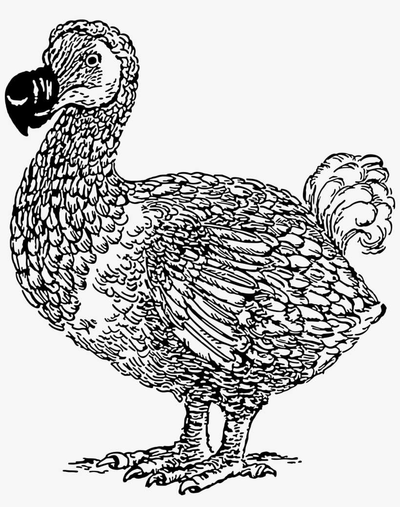 This Free Icons Png Design Of Dodo 2 - 1967x2400 PNG Download - PNGkit