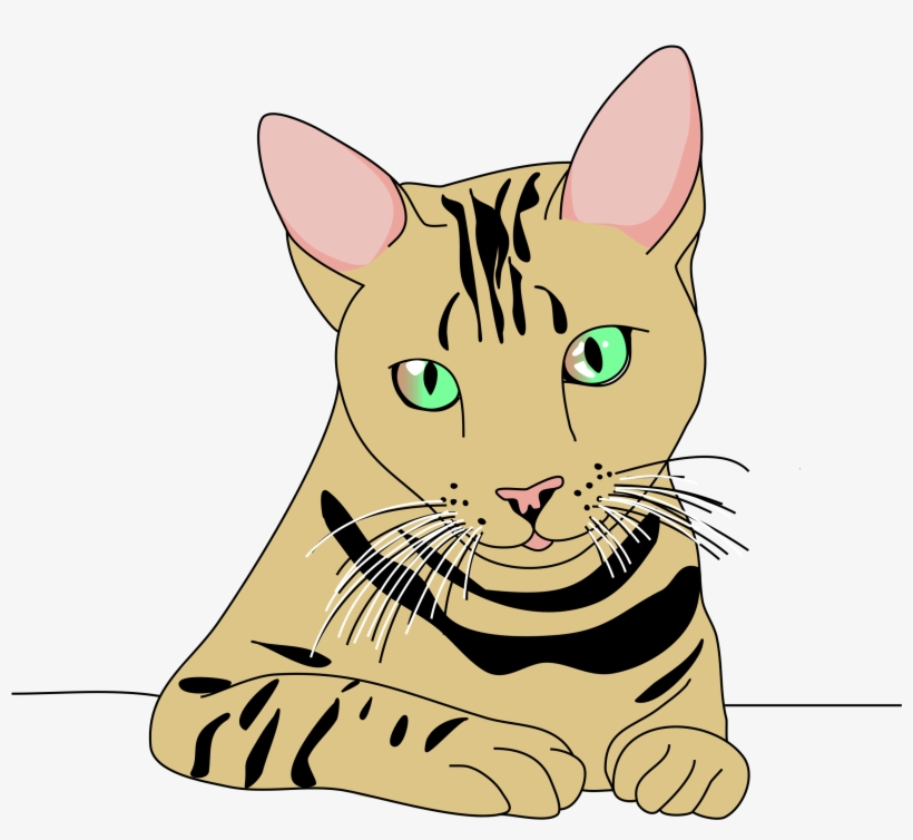 Animal Cat Cute - Official: Total Solar Eclipse 2017,cat Watching ...