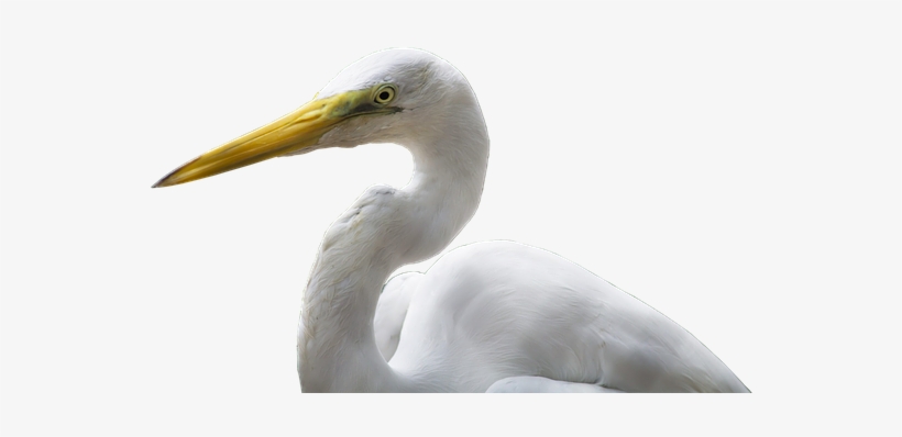 Egret Bird Png - 712x340 PNG Download - PNGkit