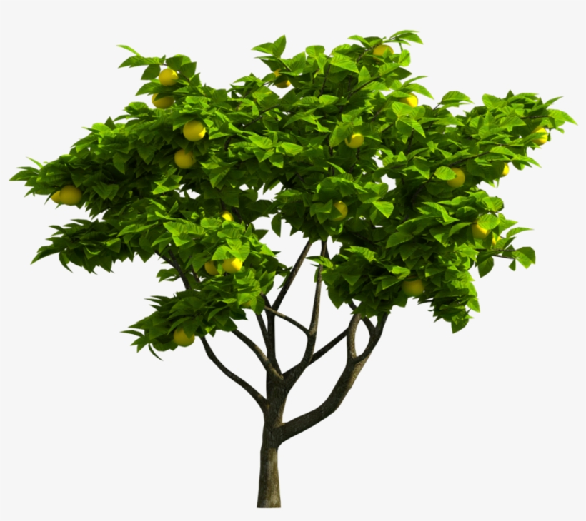 Tree Png Download - Portable Network Graphics - 1020x1020 PNG Download ...