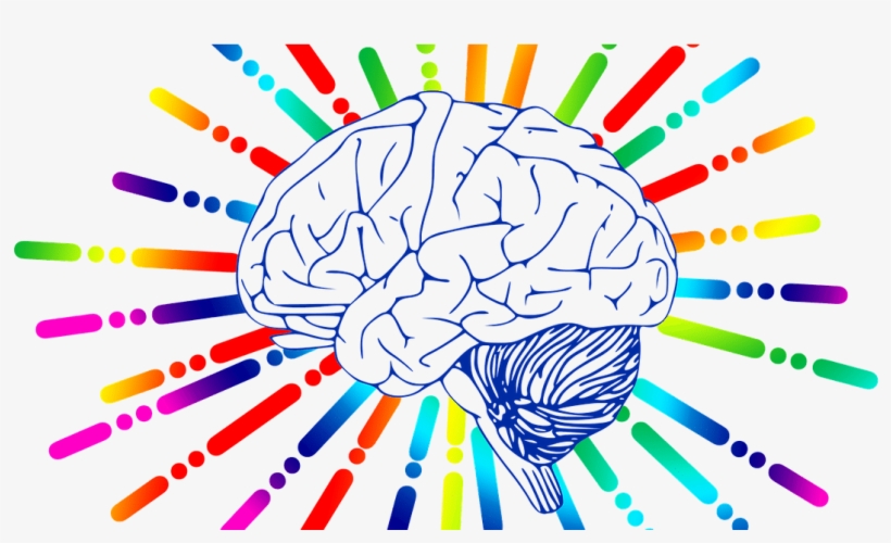 Structure Of Brain Throw Blanket - 1755x600 PNG Download - PNGkit