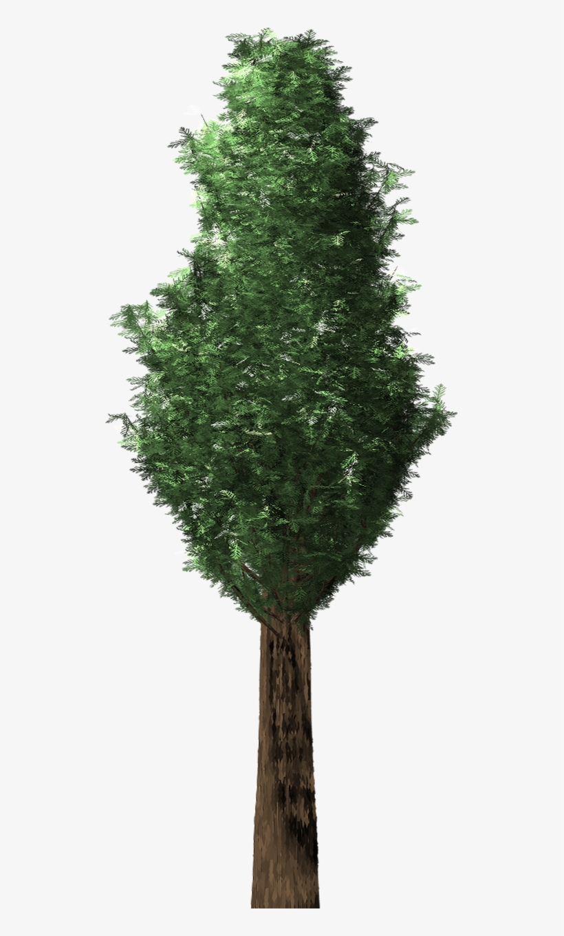 Cypress Plant Tree - 513x1280 PNG Download - PNGkit