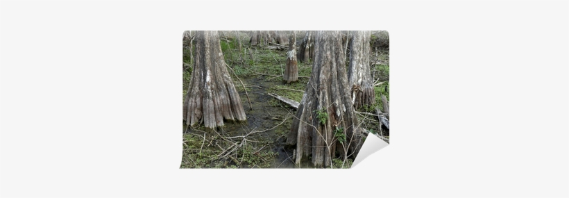 Tree - 400x400 PNG Download - PNGkit