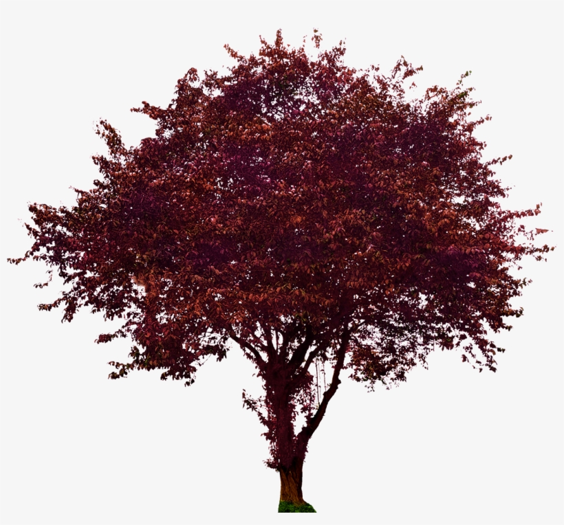 Plum Png Image Transparent Background - Northern Red Oak Png ...