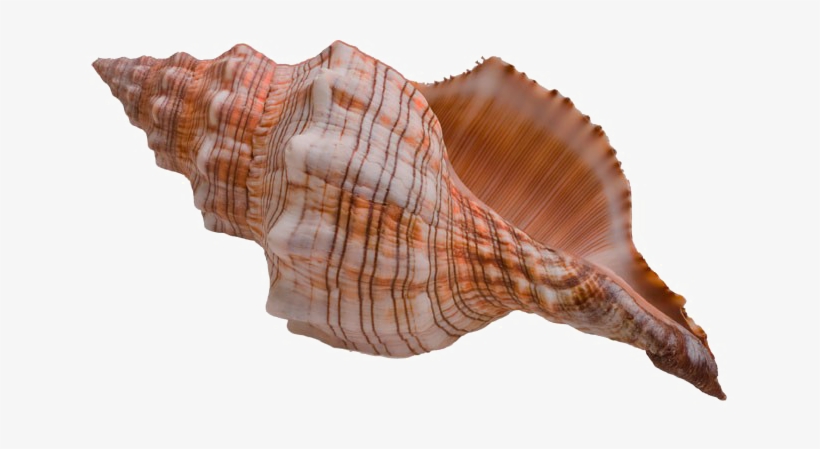 Conch Shell Png Free Download - Conch Shell - 648x369 PNG Download - PNGkit