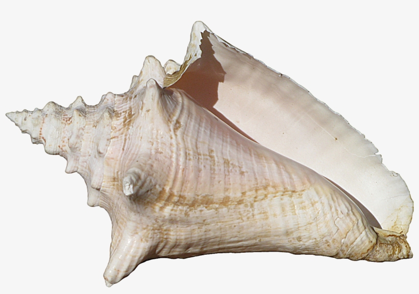 Conch Transparent - Conch Shell - 1471x1000 PNG Download - PNGkit