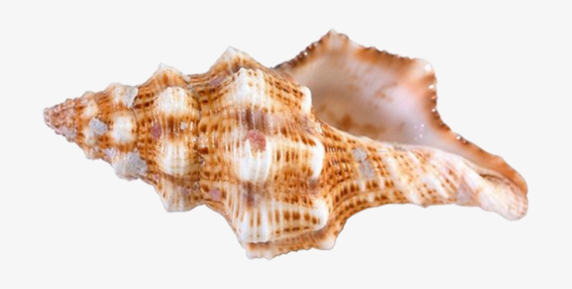 Conch Png - Conch Shells Png - 699x334 PNG Download - PNGkit