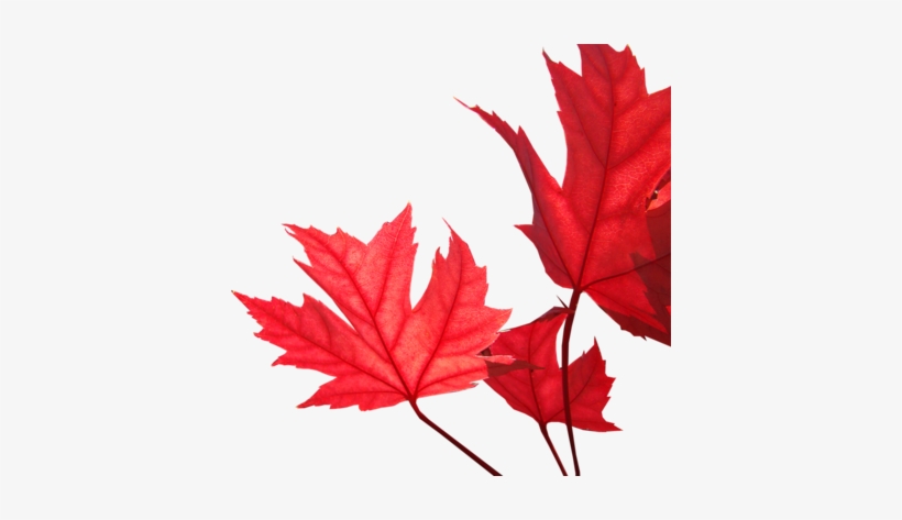 Download Transparent Psd Detail - Tree With Red Leaves - PNGkit