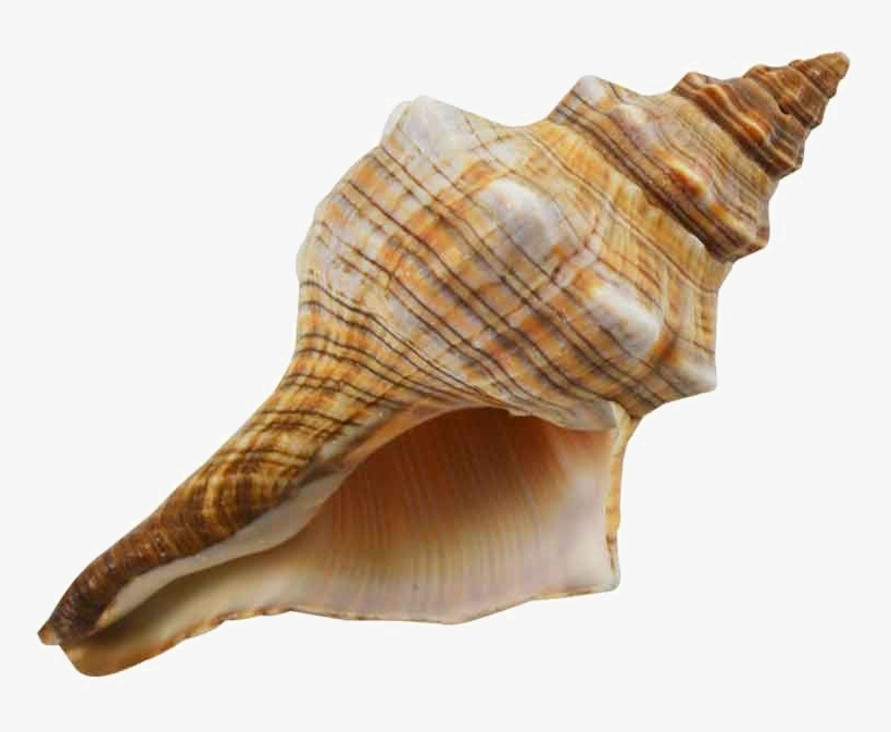 Conch Png Download Image - 5 - 6" Striped Fox Shell - 1000x1000 PNG ...