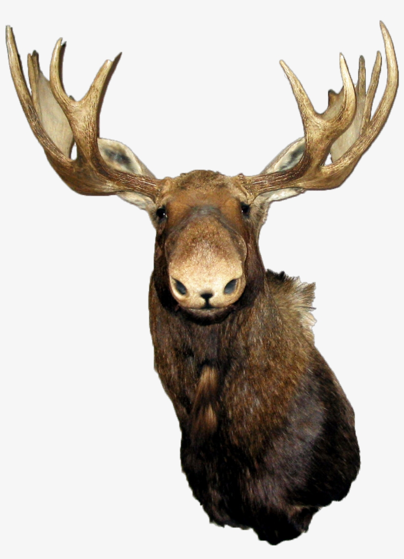 G 2d Tntcrate Tnt Moose - Moose Head - 1267x1485 PNG Download - PNGkit