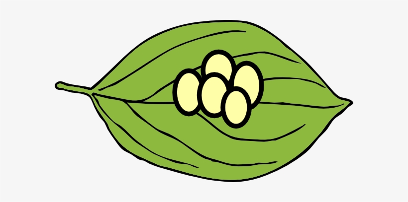 Butterfly Eggs Clipart Leaf - Egg Stage Of Butterfly Clipart - 600x327 ...