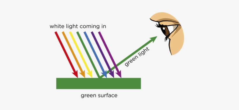 The Green Surface Of The Leaves Absorb All The Colours - Presentation ...