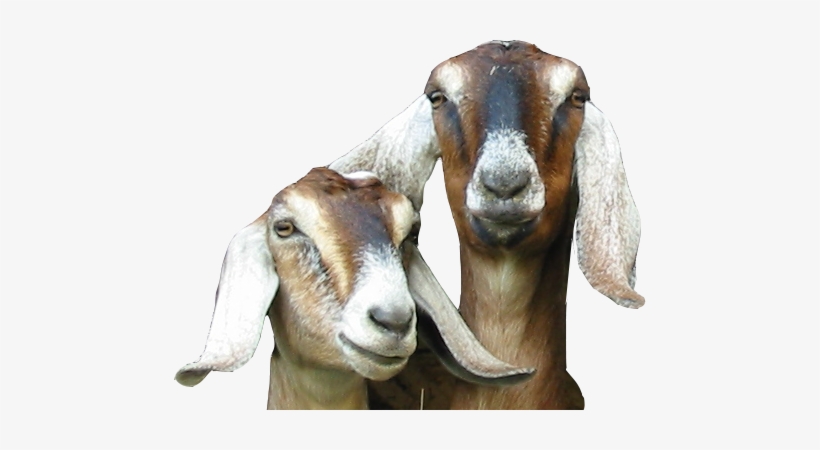 Let's Keep In Touch - Goat - 472x370 PNG Download - PNGkit