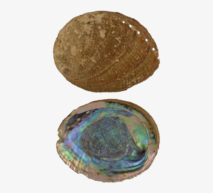 The Pearlescent Marine Sea Snail Abalone Is The Inspiration - Shell ...
