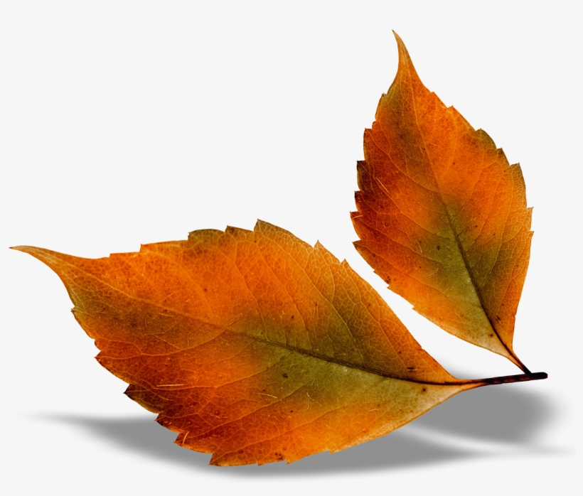 Download Transparent Beautiful Leaves Png - PNGkit