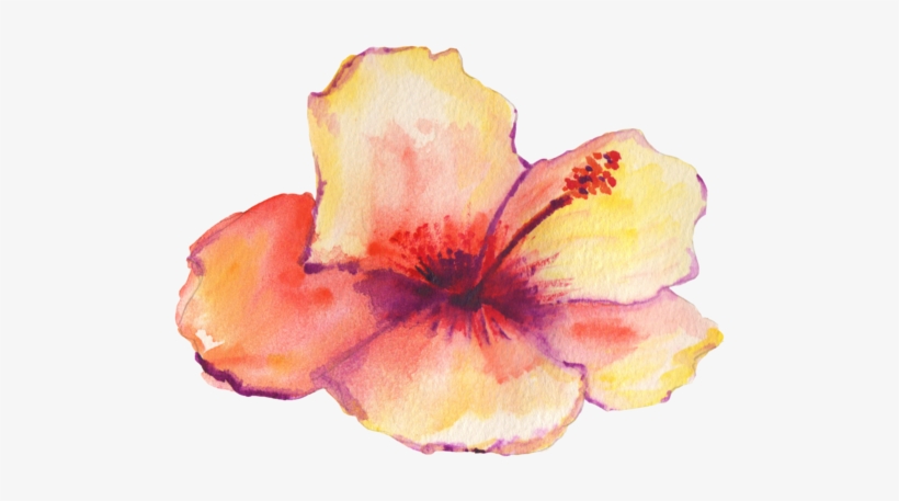 Flower Without Background - 1000x773 PNG Download - PNGkit