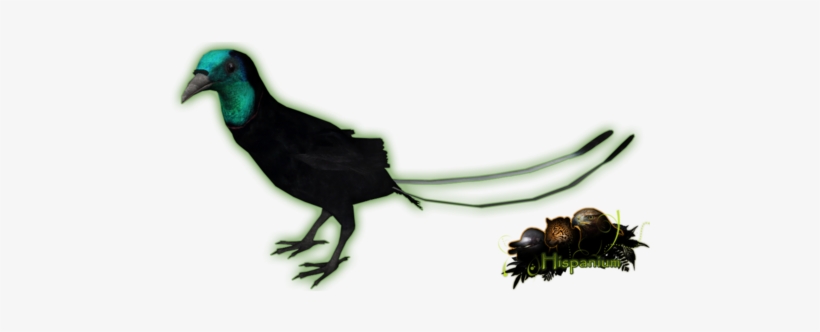 Download Transparent Ribbon Tailed Astrapia - Zoo Tycoon 2 Birds Of ...