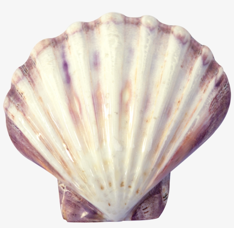 Lion's Paw Decorative Shell Seashell - Polished 5-7" - 1650x1100 PNG ...