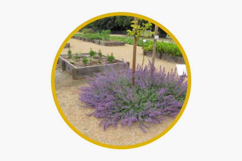 Catmint, Nepeta × Fassenii - Lavandula Lanata - 500x500 PNG Download ...