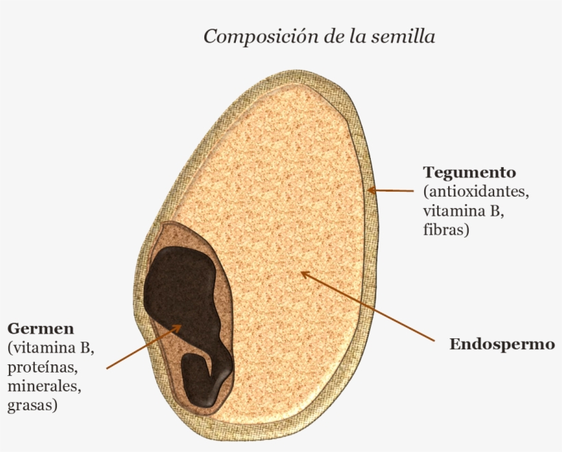 Cereales integrales: cinco razones por las que no los recomiendo