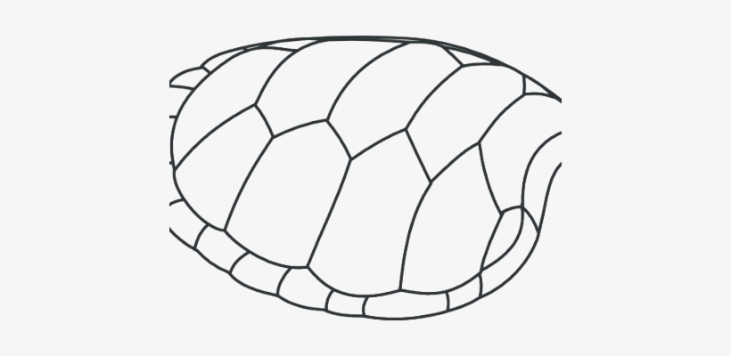 Shell Clip Art - Turtle Clip Art - 440x320 PNG Download - PNGkit