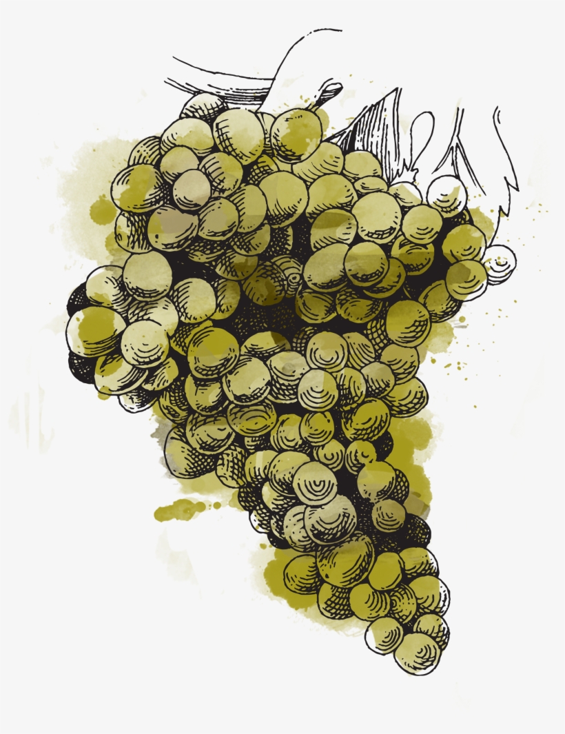 Sémillon Can Be Made Into A Sweet Wine That, If Rated - Illustration ...