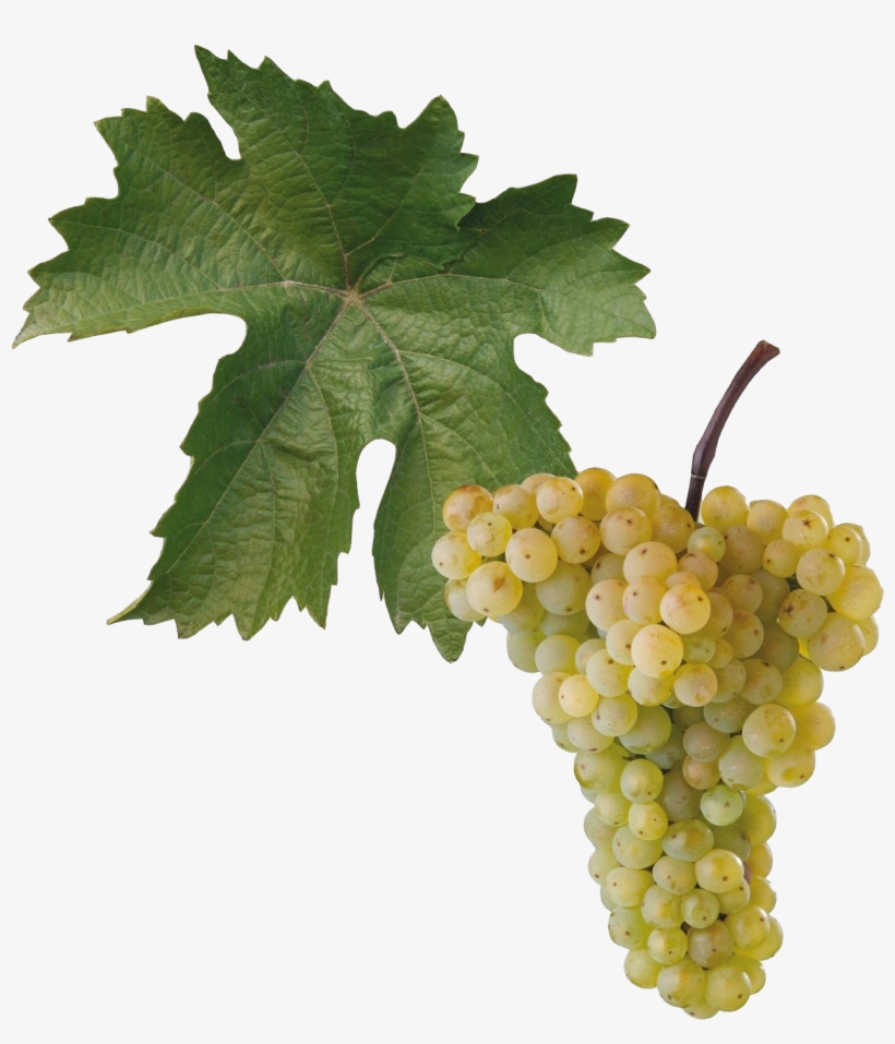 Aurelius - Vinná Réva Aurelius - 1500x1480 PNG Download - PNGkit