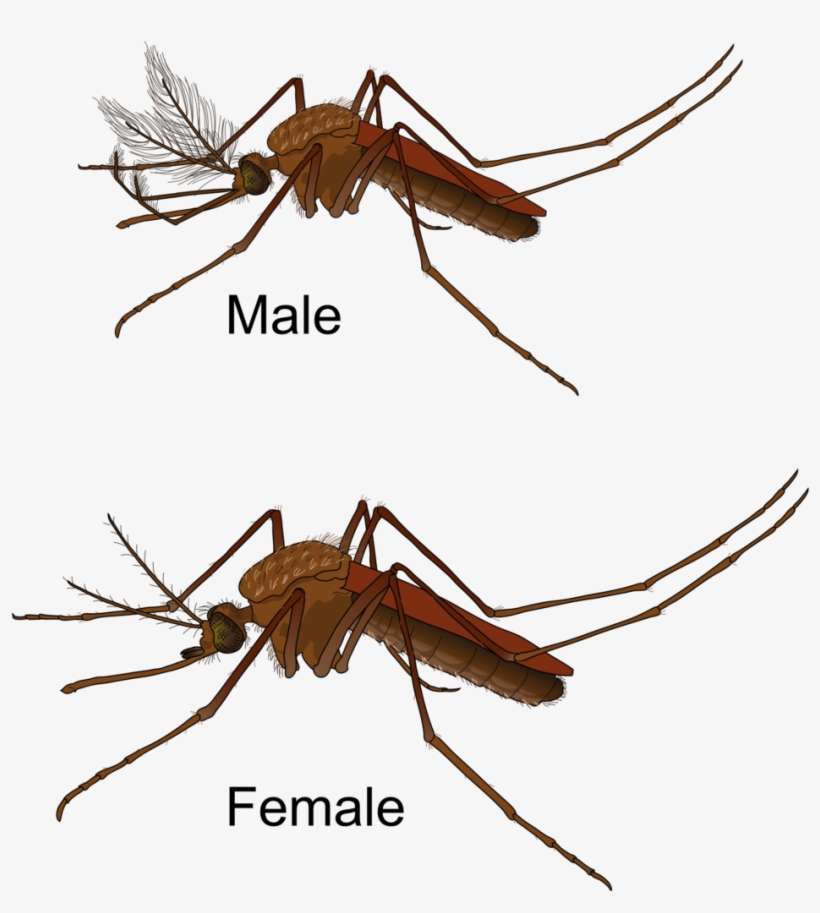 Culex Male And Female - 964x1024 PNG Download - PNGkit