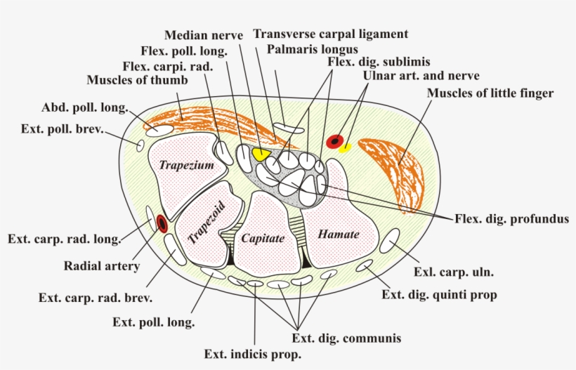 Carpal Tunnel - 1200x733 PNG Download - PNGkit