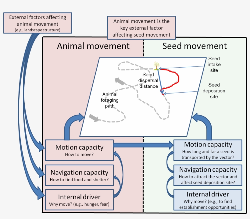 Seed Dispersal Framework Seed Dispersal 1282x1095 Png Download Pngkit 