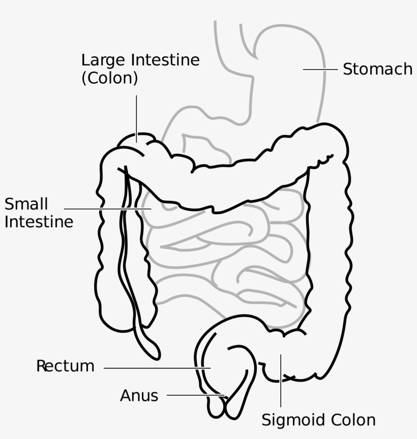 File - Intestine-diagram - Svg - Small Intestine Simple Diagram ...