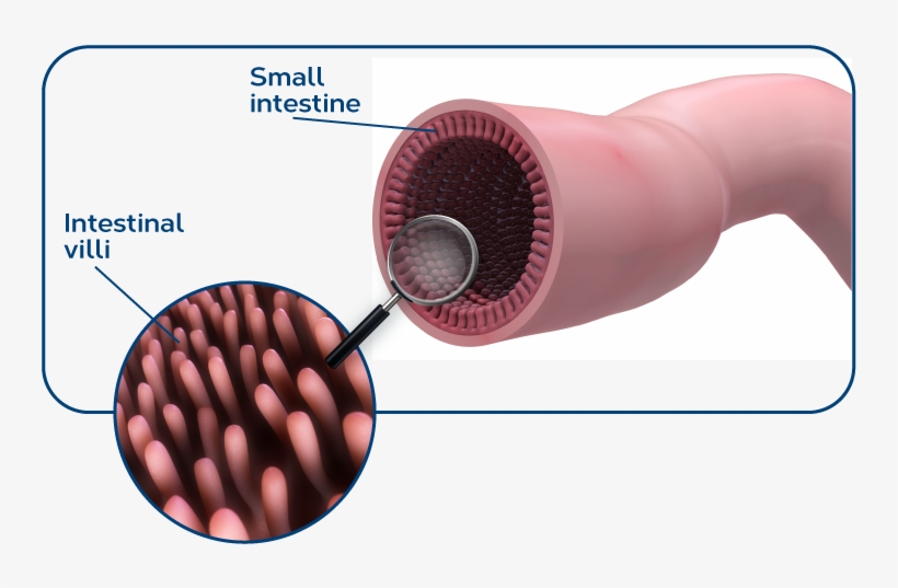 The Small Intestine - Small Intestine Villi Png - 750x463 PNG Download ...