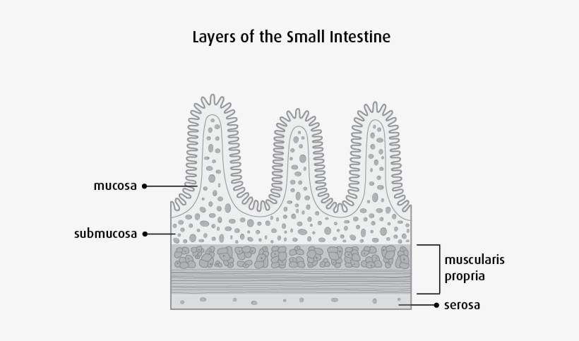 Stage 0 - Structure Of Wall Of Small Intestine - 612x403 PNG Download ...