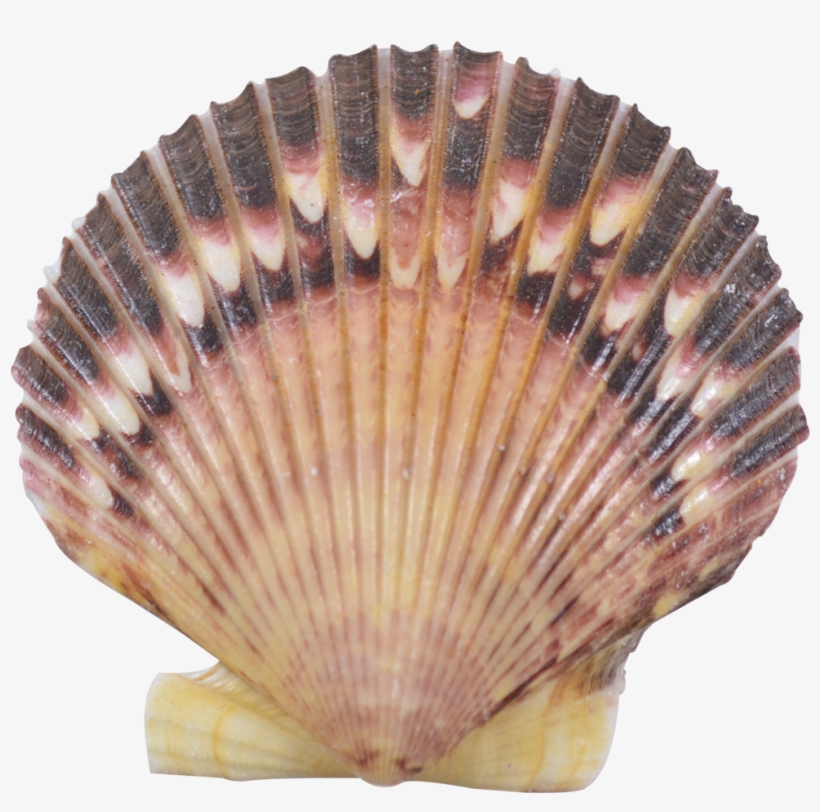 Holiday's Purple Scallop Seashells 2-4" - Holiday's Purple Scallop ...