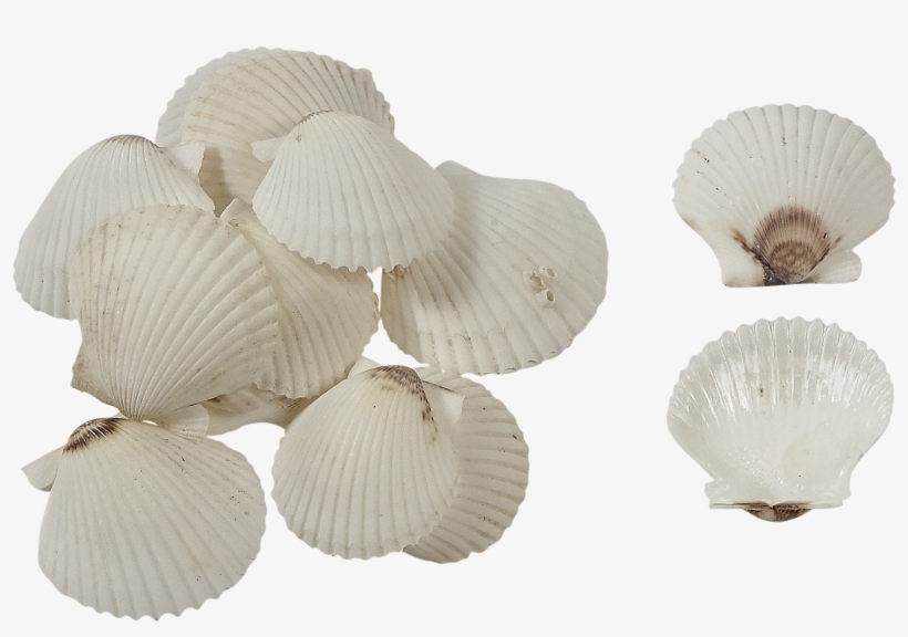 Florida White Scallop Shells Seashells For Crafts 1.75-2.25 ...
