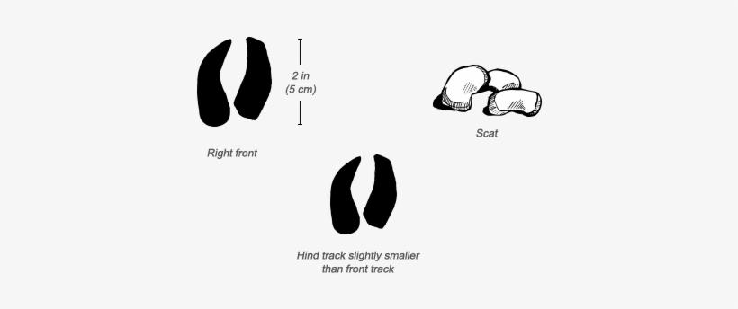 Warthog Tracks - Common Warthog - 484x326 PNG Download - PNGkit