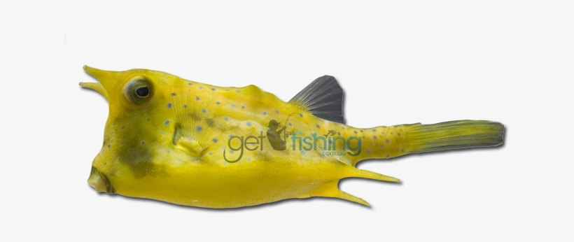 Longhorn Cowfish - Cowfish Transparent - 648x350 PNG Download - PNGkit