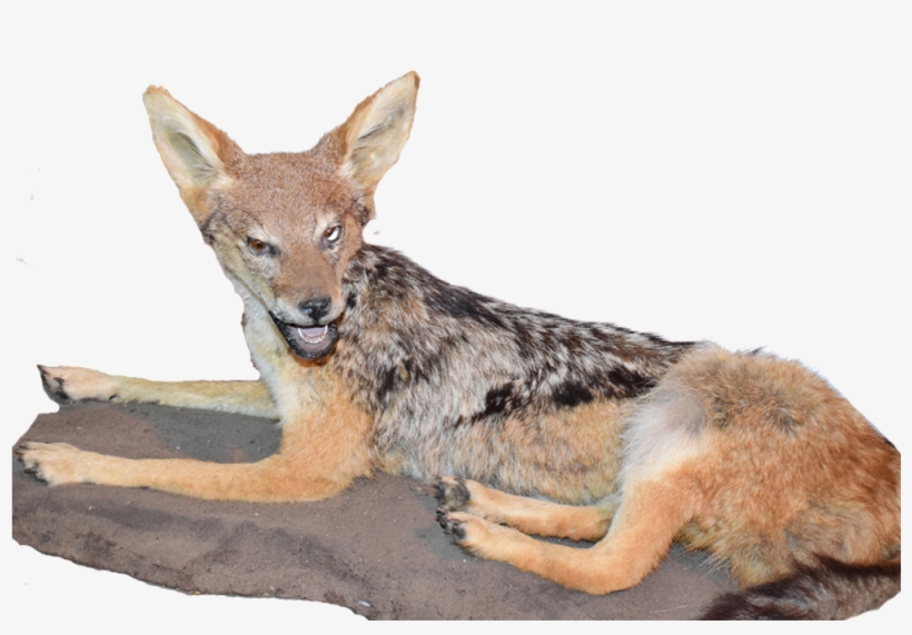 Jackal Full Mount Jfm - Art - 1280x960 PNG Download - PNGkit