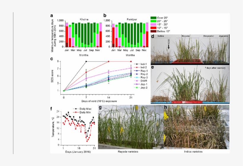 Extent Of Cold Tolerance Of Rayada Rice, A Bangladesh - Common Fig ...