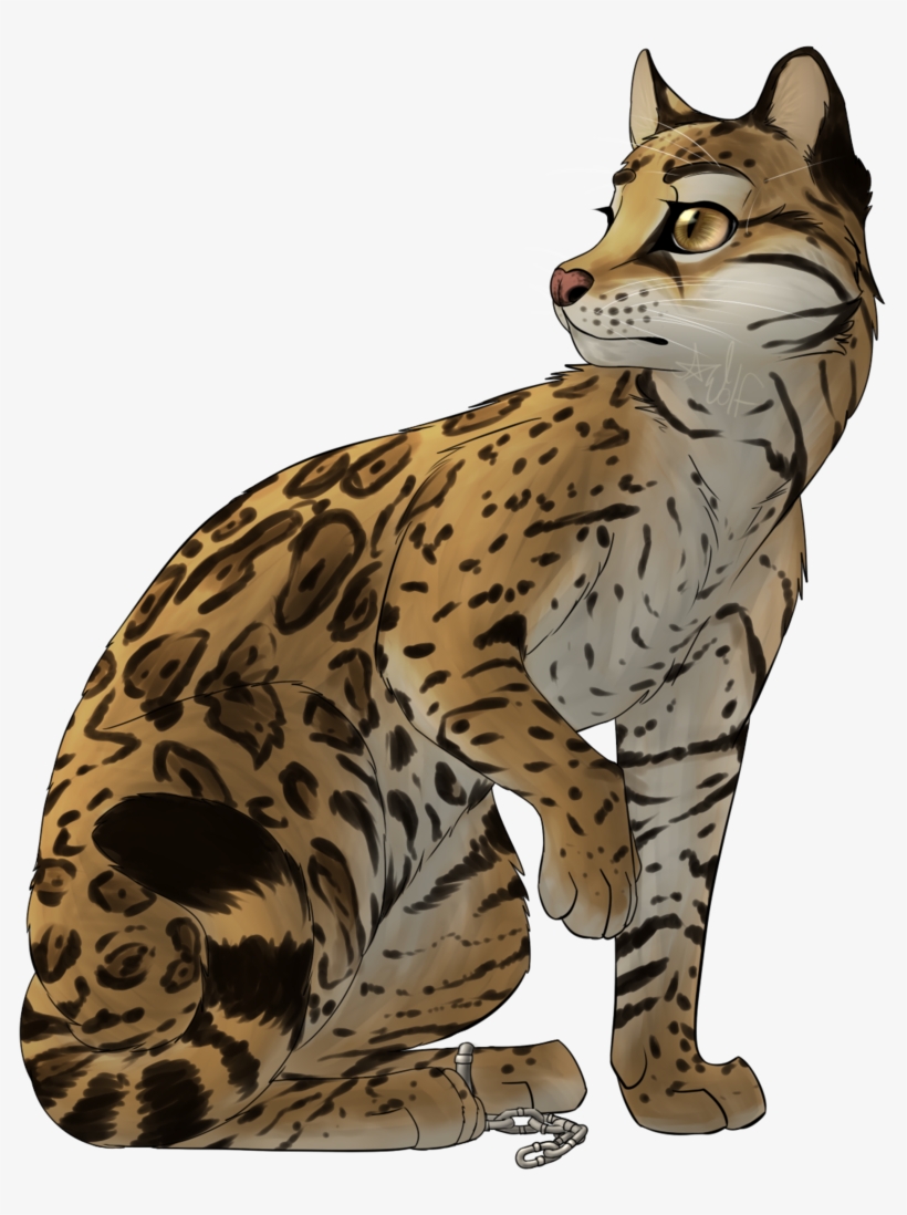 Ocelote Png - 785x1018 PNG Download - PNGkit