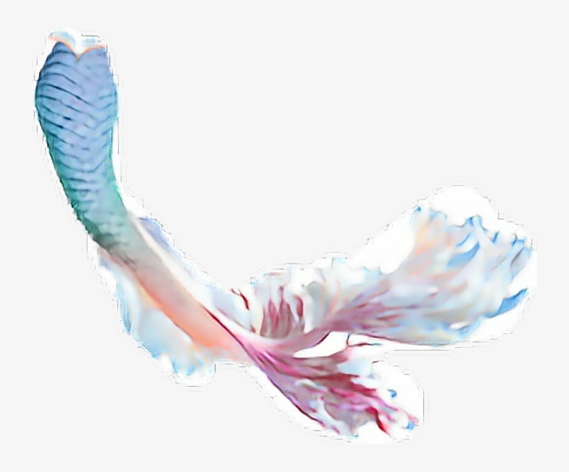 Mermaid Tail Transparent Background - 728x600 PNG Download - PNGkit