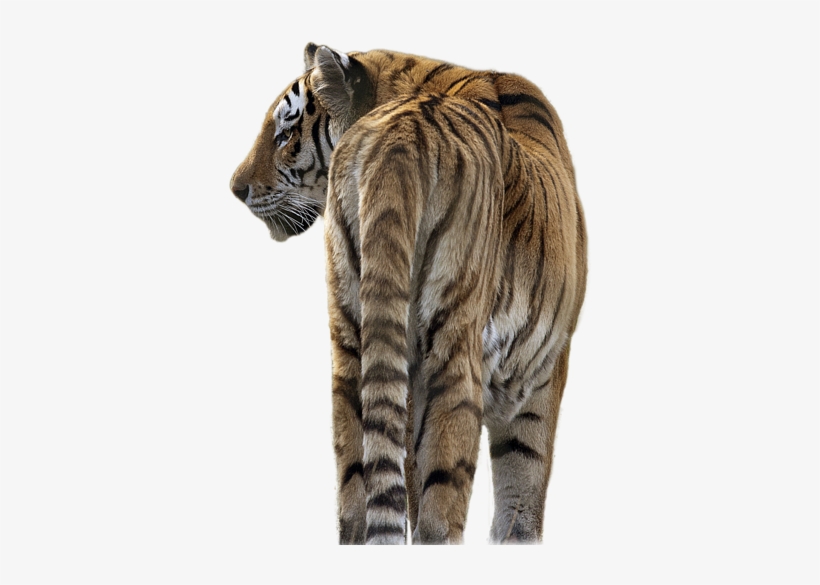 Download Transparent Tiger Transparent - Tiger Png - PNGkit