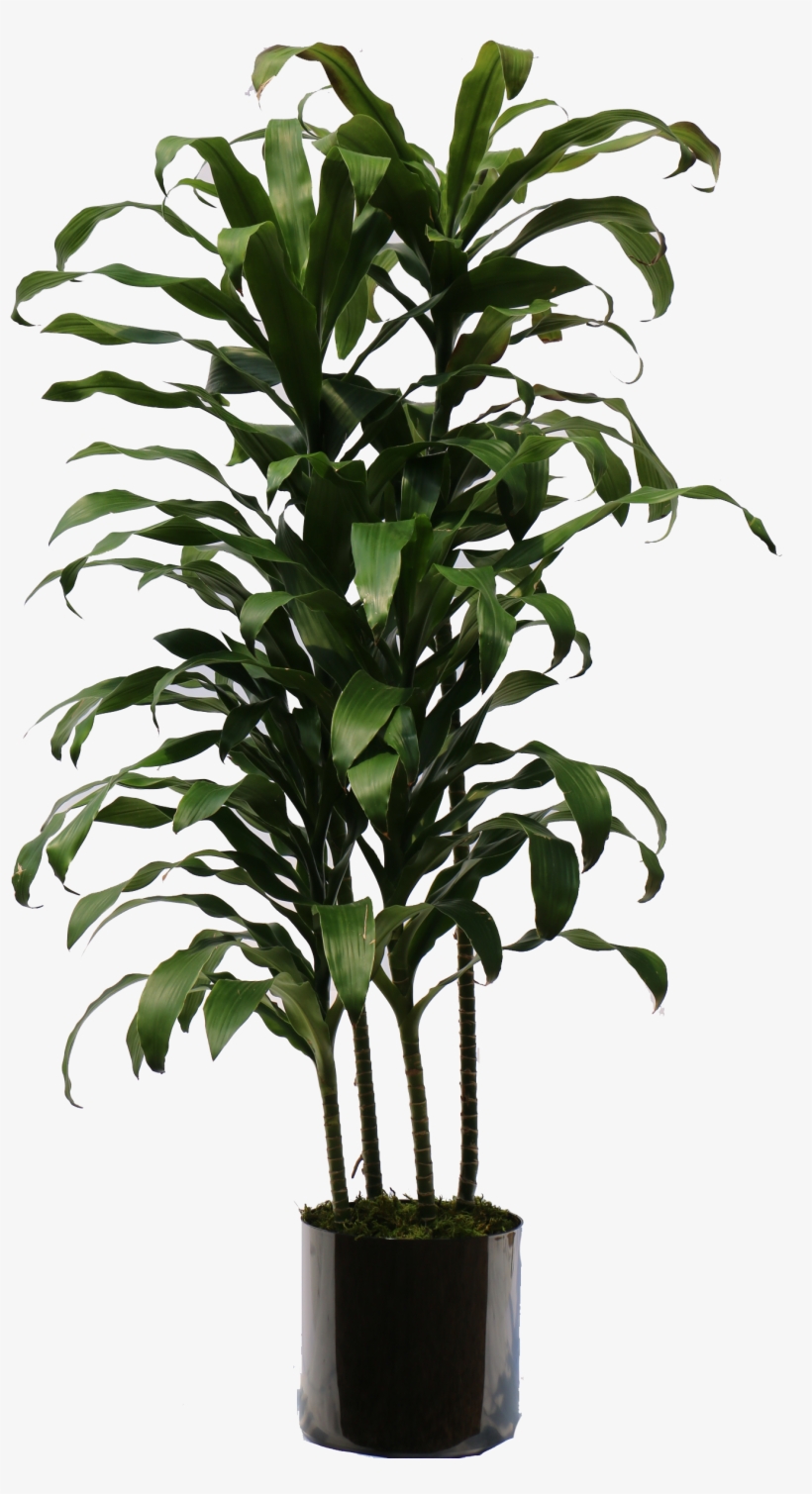 Indoor Plants Png - Transparent Indoor Plant Png - 1408x2484 PNG ...
